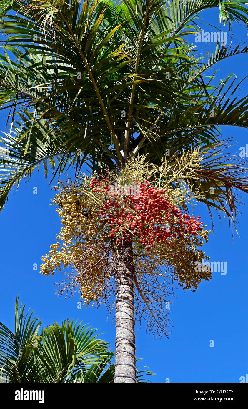 Carpentaria palm tree (Carpentaria acuminata) with fruits Stock Photo ...