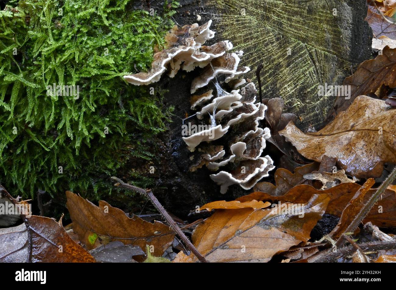Turkey Tail Fungus (Trametes versicolor) bracket fungus growing among ...