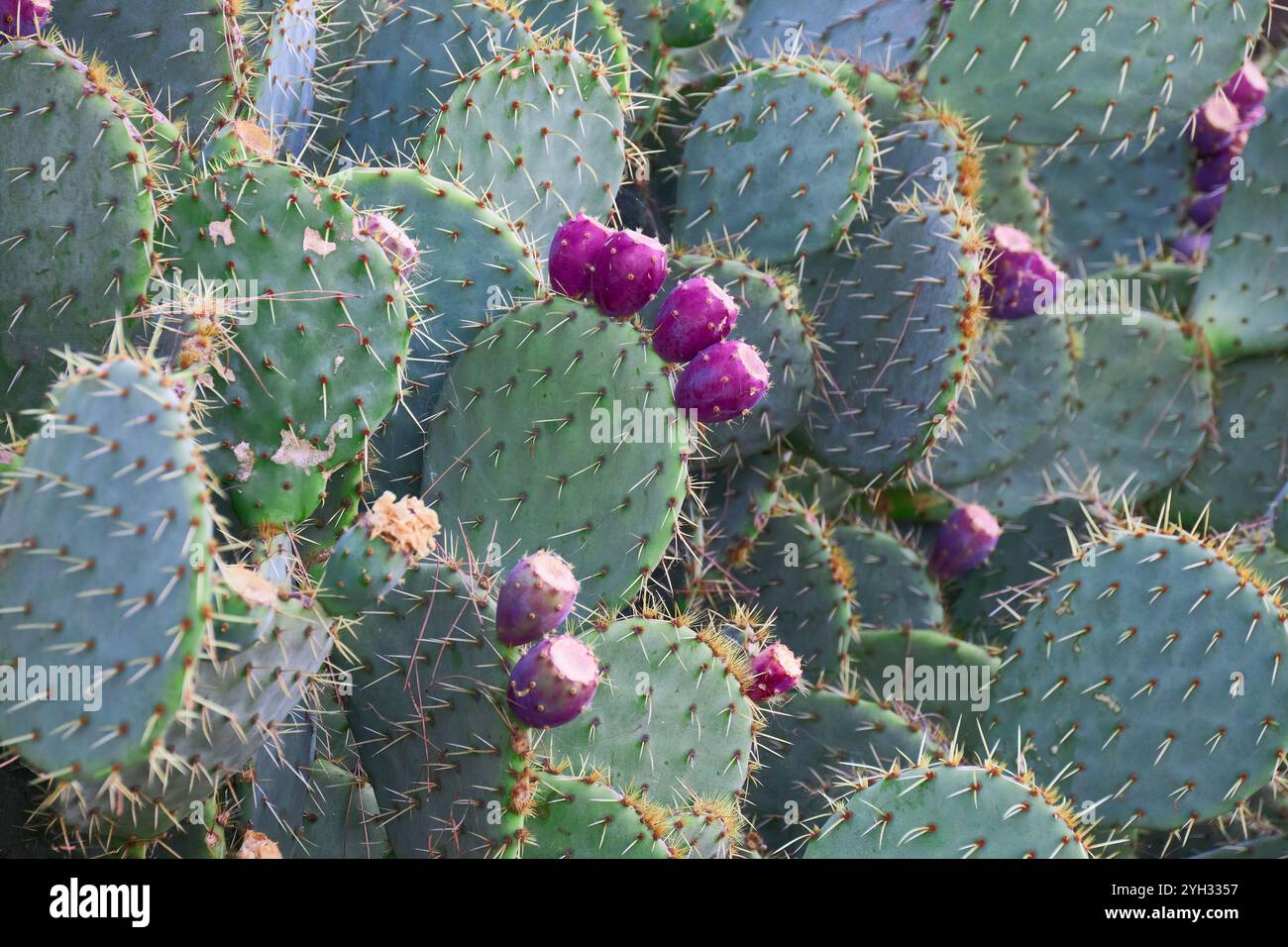 Thorns shrub cactus ornamental hi-res stock photography and images - Alamy