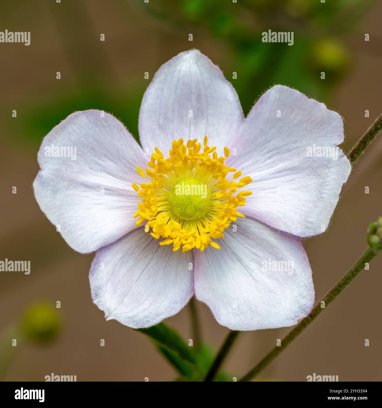 Anenome 'Elfin Swan' flower, at Cranbrook Gardens, Bloomfield Hills ...
