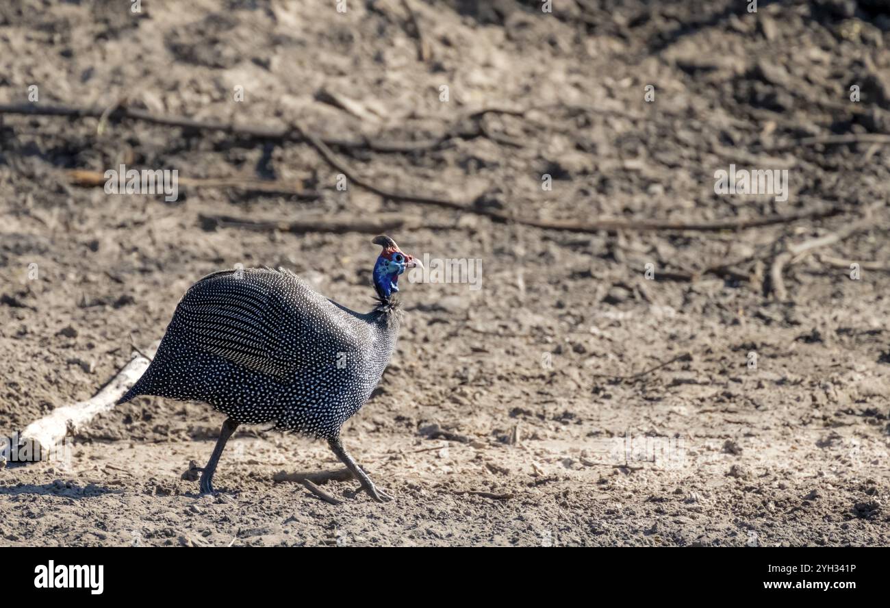 Helmeted guinea fowl (Numida meleagris) runned, Khama Rhino Sanctuary ...