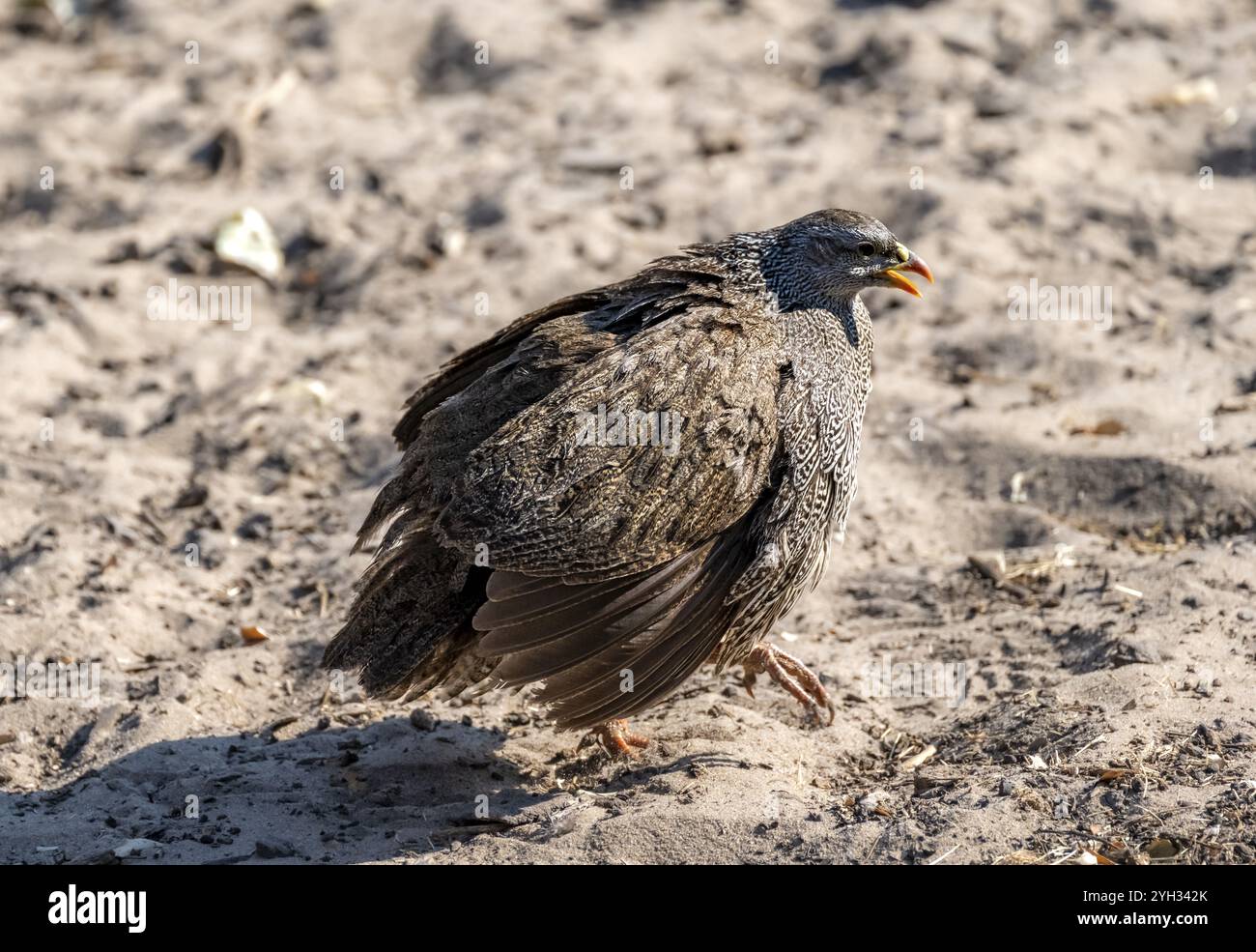 Natal francolin (Pternistis natalensis), bird puffing itself up, Khama ...