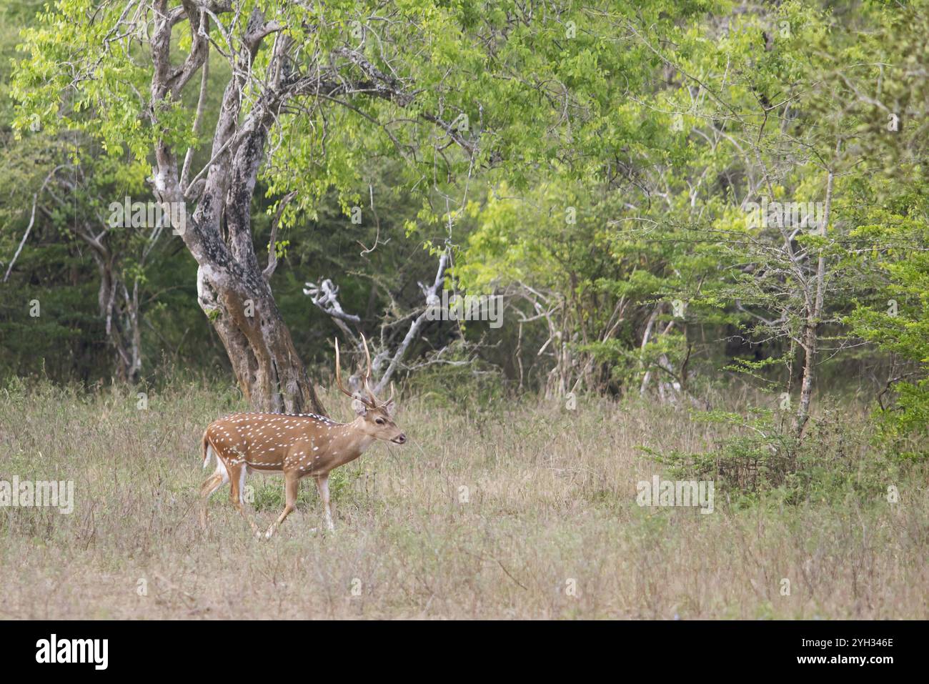 Axis deer (Axis axis) in Yala Natioal Park, Southern Province, Sri ...