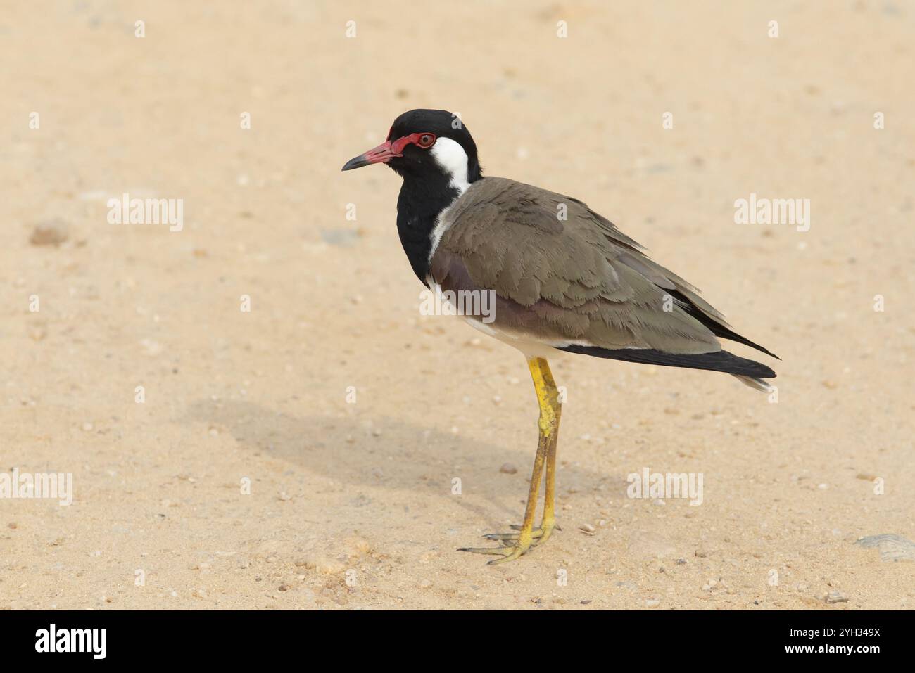 Red lapwing (Vanellus indicus) in the sand in Yala Natioal Park ...