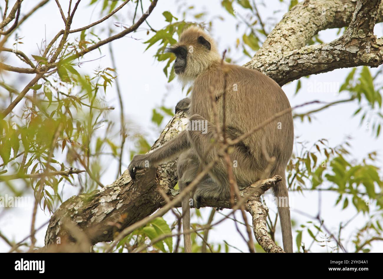 Indian langur (Semnopithecus) on a tree, Yala Natioal Park, Southern ...