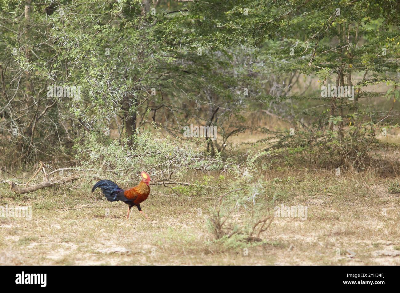 Ceylon Partridge (Gallus lafayettii), national bird of Sri Lanka, in ...