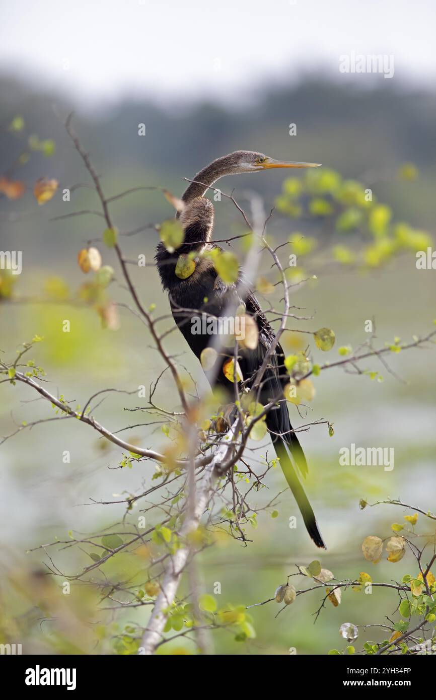 Darter (Anhingidae) on a branch in Yala Natioal Park, Southern Province ...