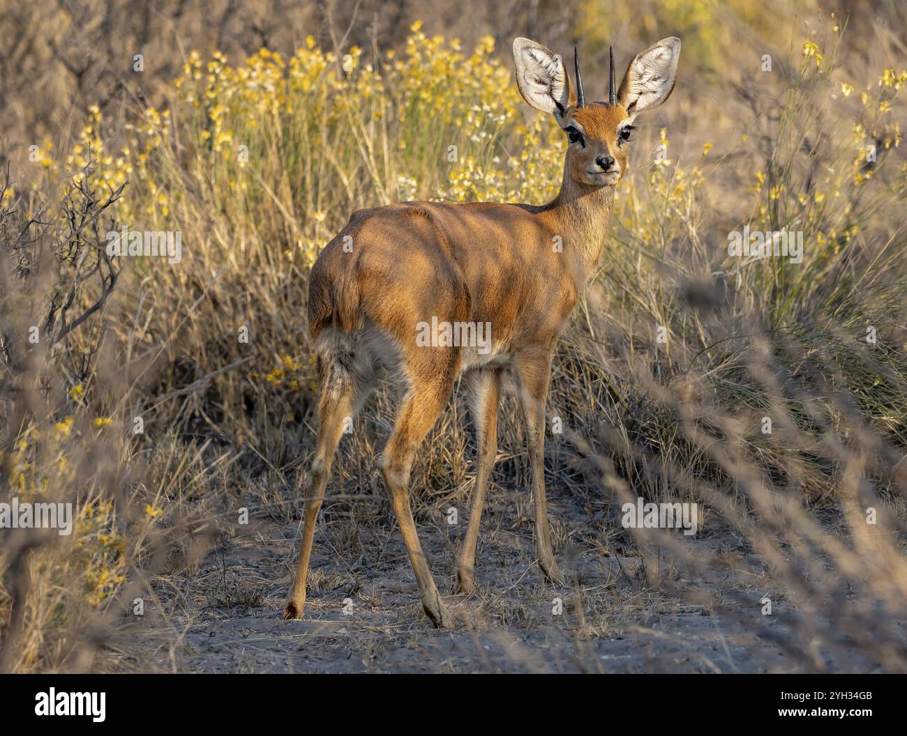 Male steenbucks hi-res stock photography and images - Alamy
