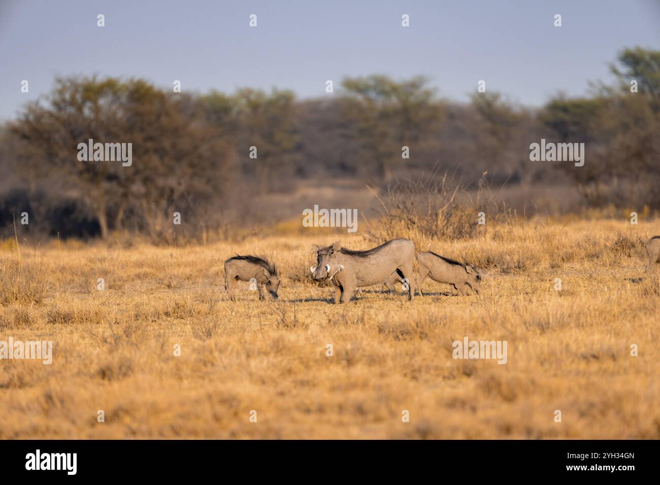 Common warthog (Phacochoerus africanus), three warthogs foraging for ...