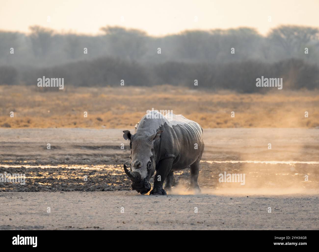 Southern white rhinoceros (Ceratotherium simum simum), rhino coming out ...