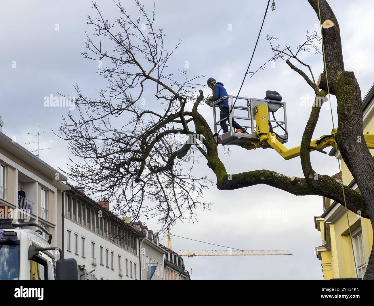Tree work, Koeniginstrasse, Munich, Bavaria, Germany, Europe Stock ...