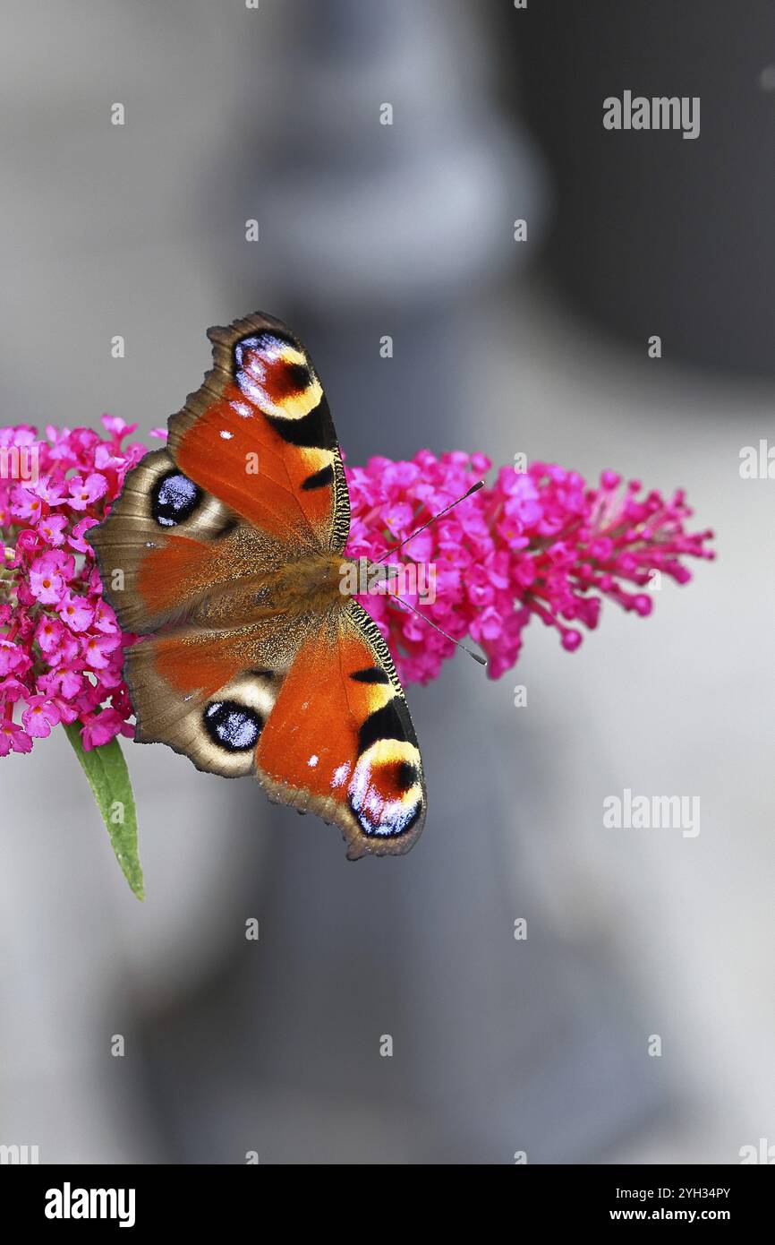 Peacock butterfly (Inachis io) sucking nectar on butterfly bush ...