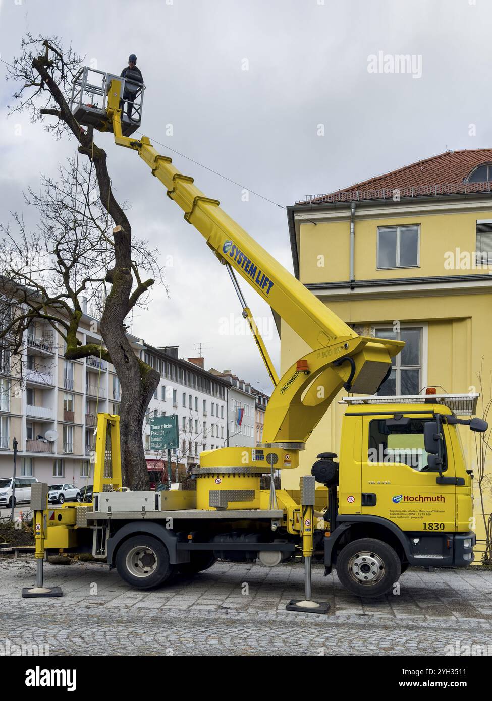 Tree work, Koeniginstrasse, Munich, Bavaria, Germany, Europe Stock ...