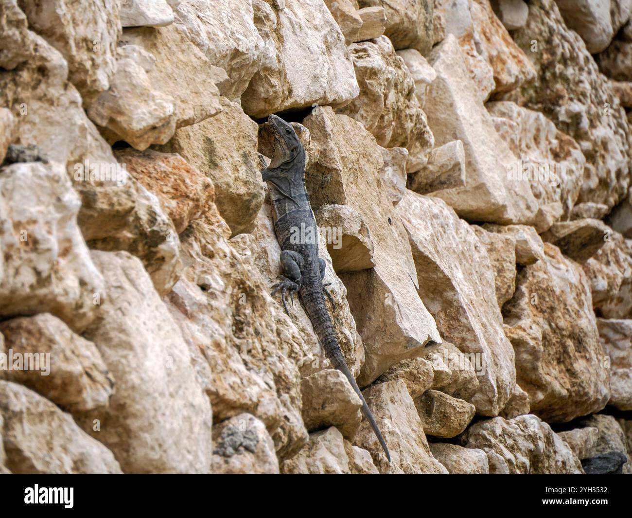 An Iguana on the rock wall of Tulum maya historical archeological site ...