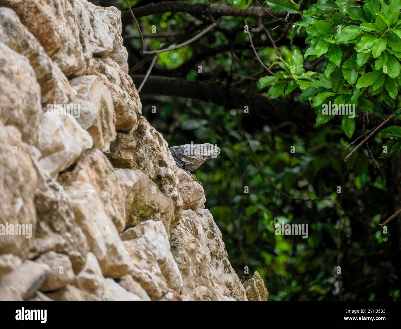 An Iguana on the rock wall of Tulum maya historical archeological site ...