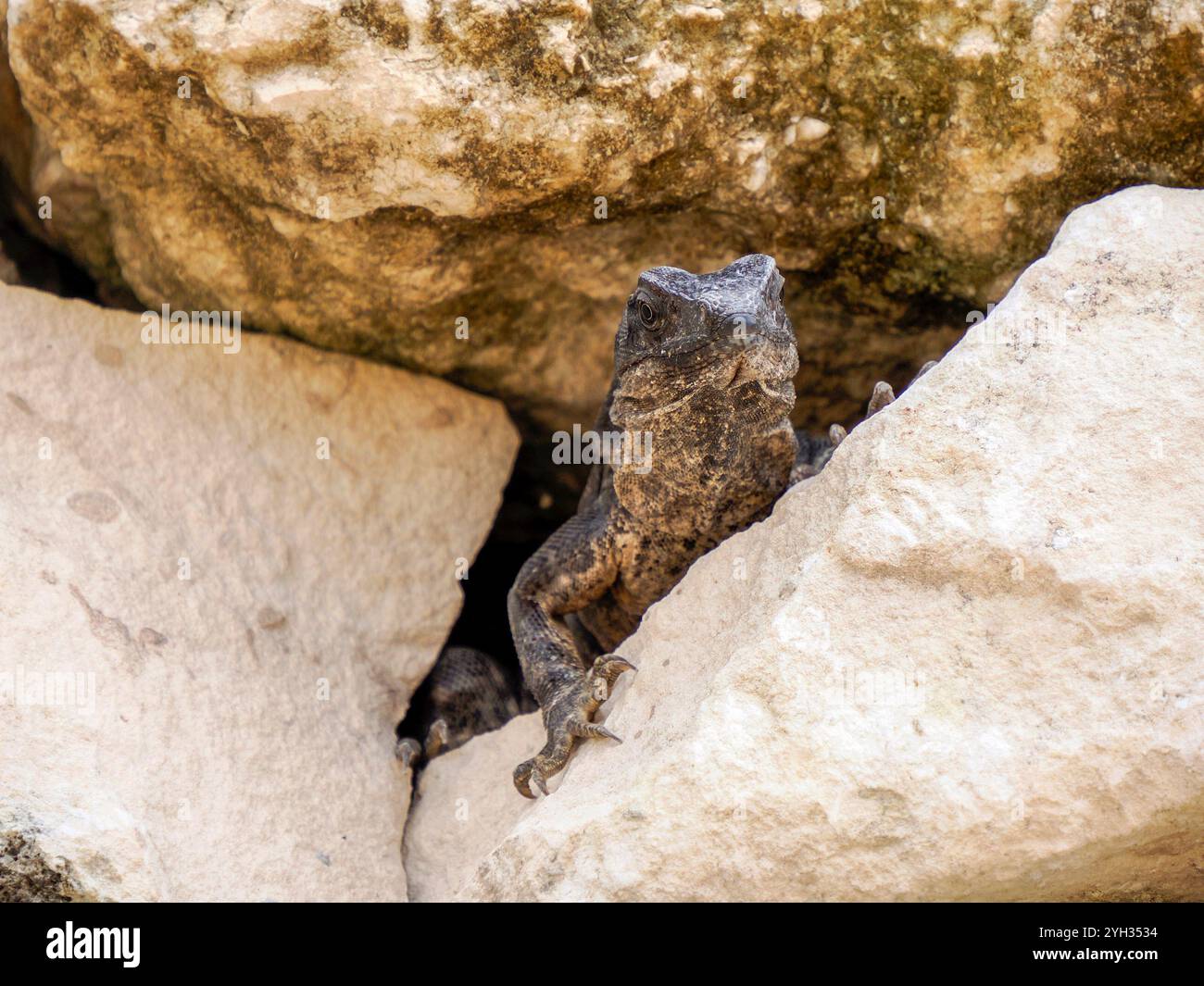 An Iguana on the rock wall of Tulum maya historical archeological site ...