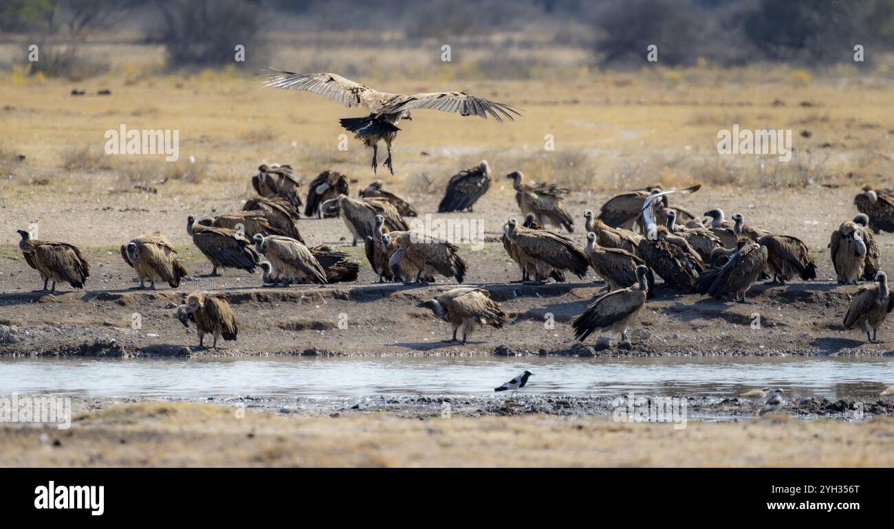 White-backed vulture (Gyps africanus), group at the waterhole, Khama ...