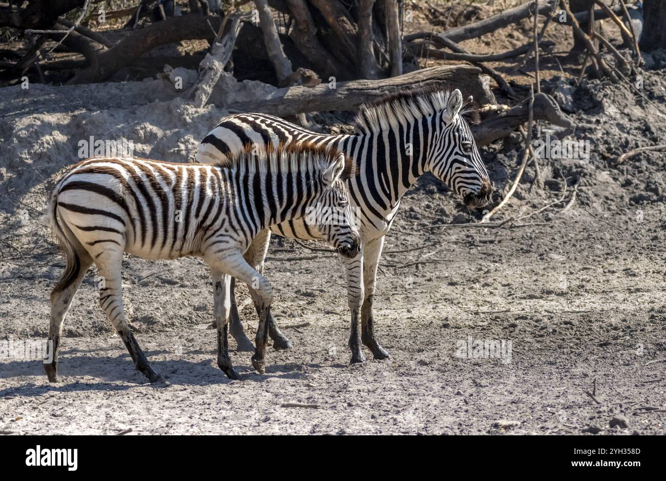Two friendly zebra hi-res stock photography and images - Alamy