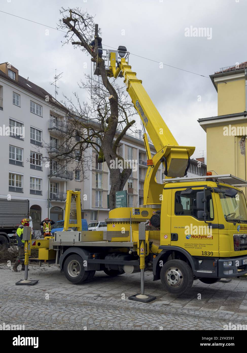 Tree work, Koeniginstrasse, Munich, Bavaria, Germany, Europe Stock ...