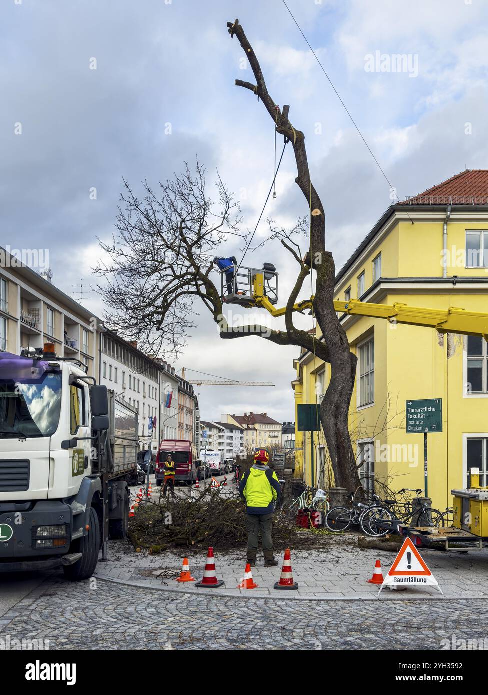 Tree work, Koeniginstrasse, Munich, Bavaria, Germany, Europe Stock ...