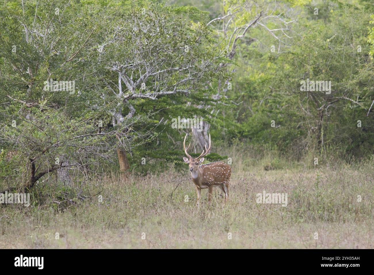 Axis deer (Axis axis) in Yala Natioal Park, Southern Province, Sri ...