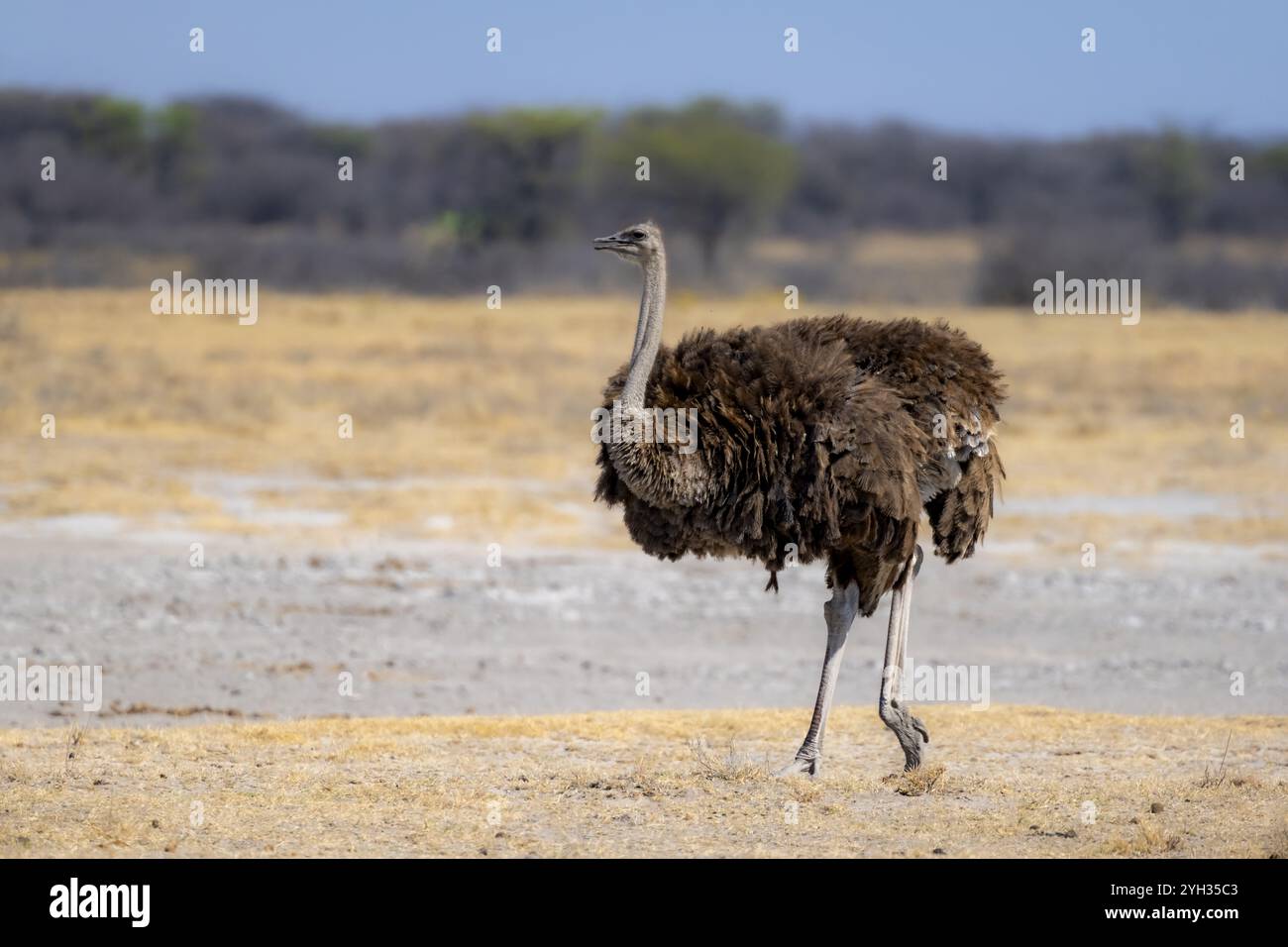 Common ostrich (Struthio camelus), adult female, African savannah ...