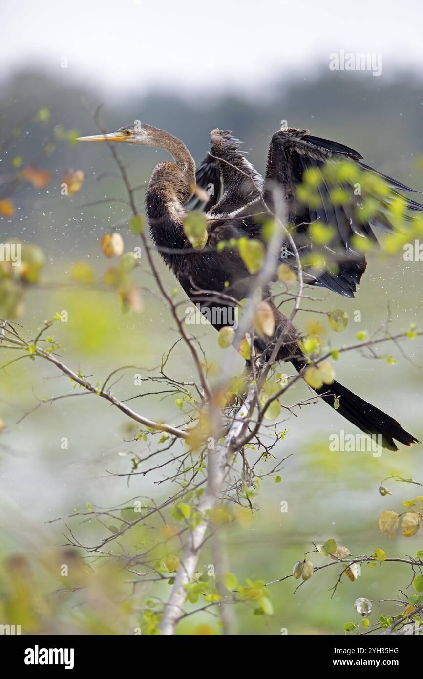 Darter (Anhingidae) drying its plumage on a branch in Yala Natioal Park ...