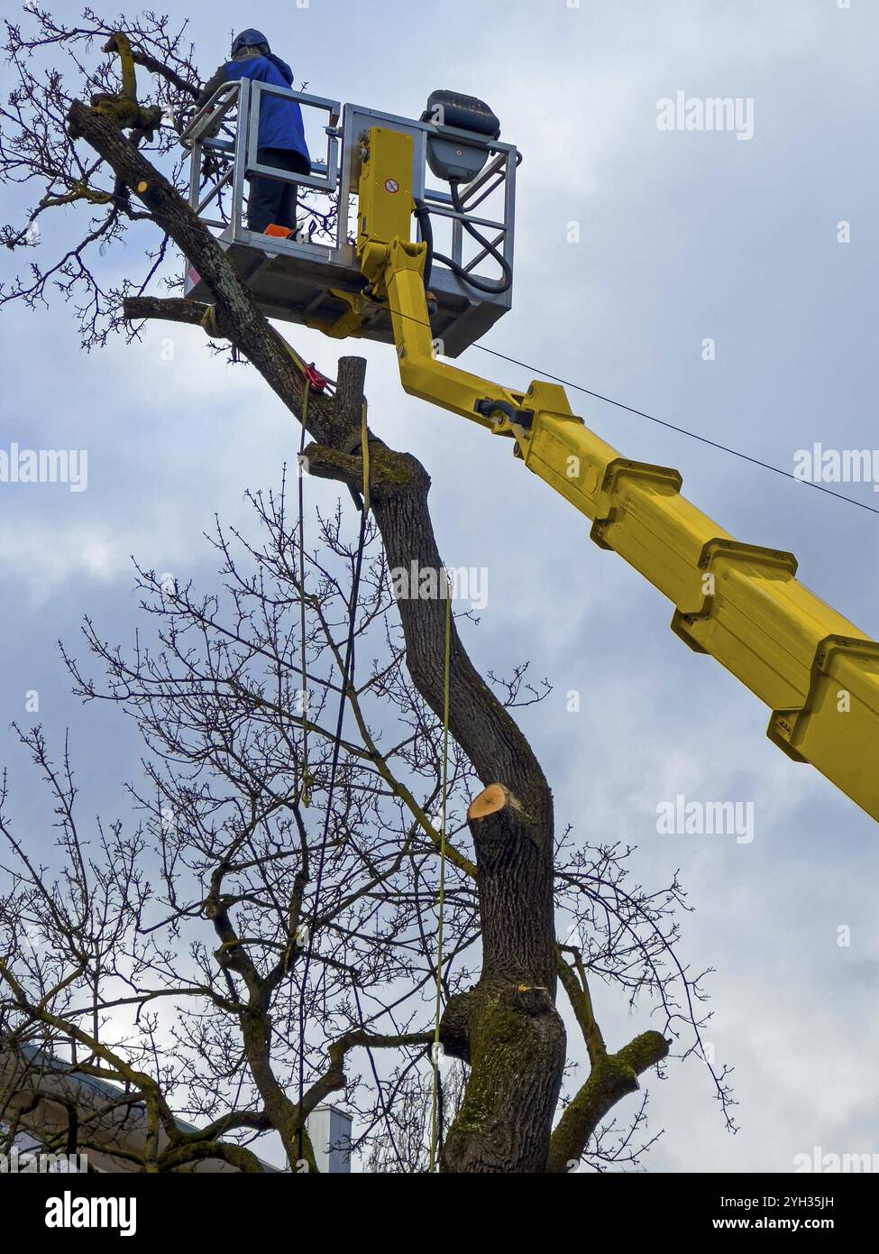 Tree work, Koeniginstrasse, Munich, Bavaria, Germany, Europe Stock ...