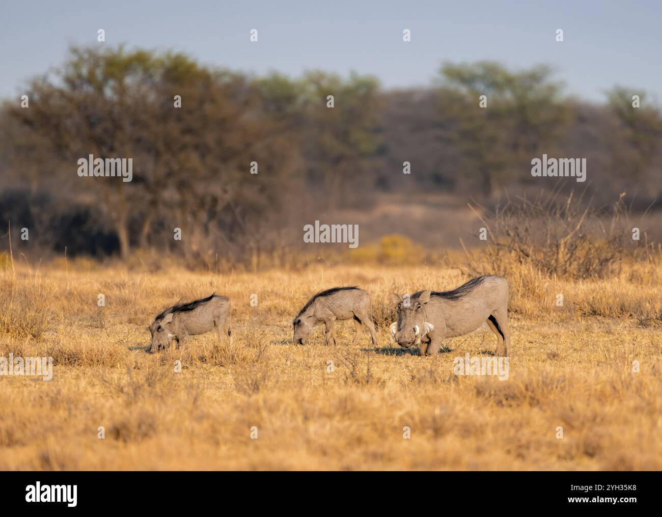 Common warthog (Phacochoerus africanus), three warthogs foraging for ...