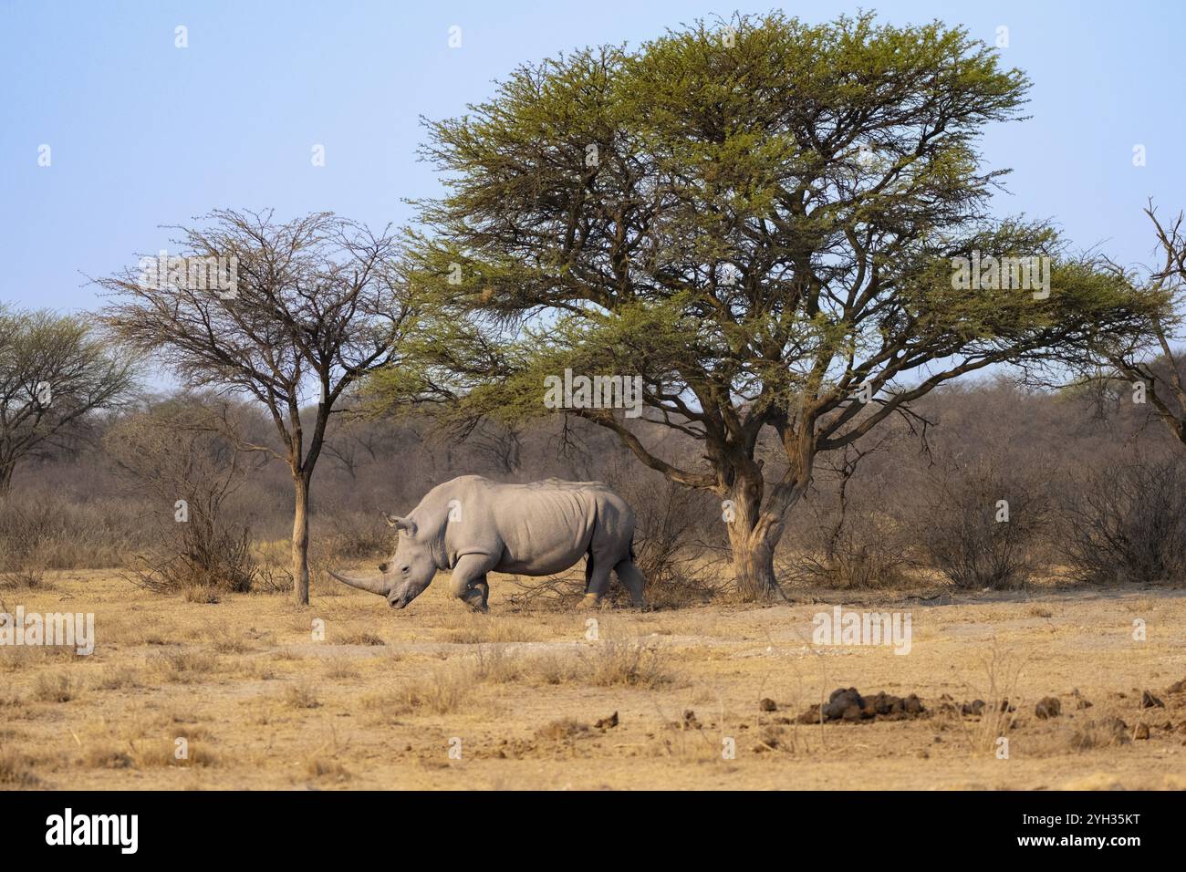 Southern white rhinoceros (Ceratotherium simum simum), rhino in the ...