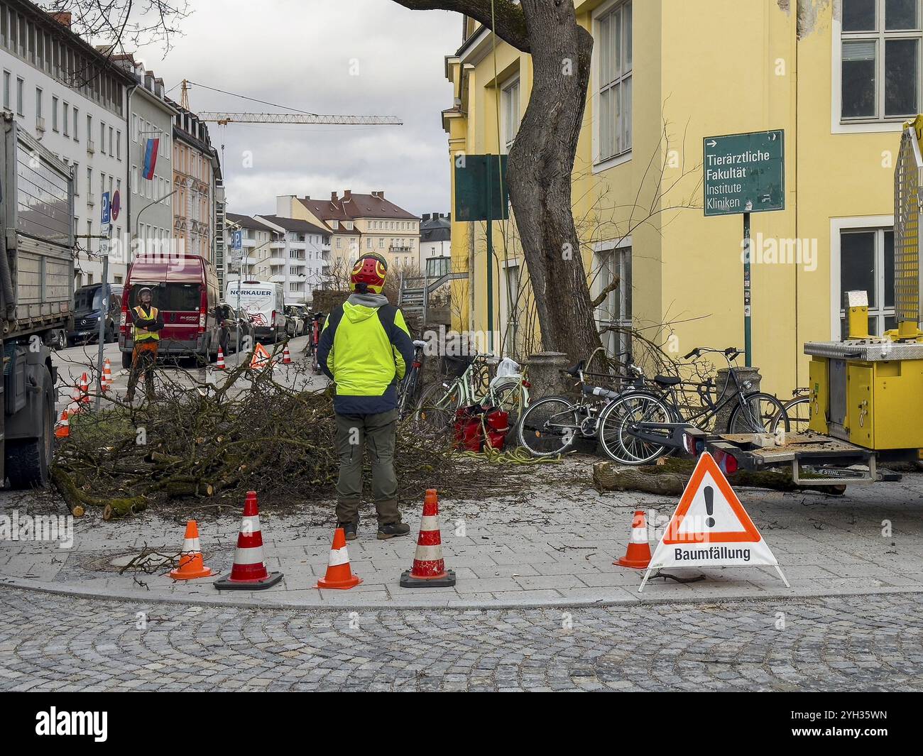 Tree work, Koeniginstrasse, Munich, Bavaria, Germany, Europe Stock ...