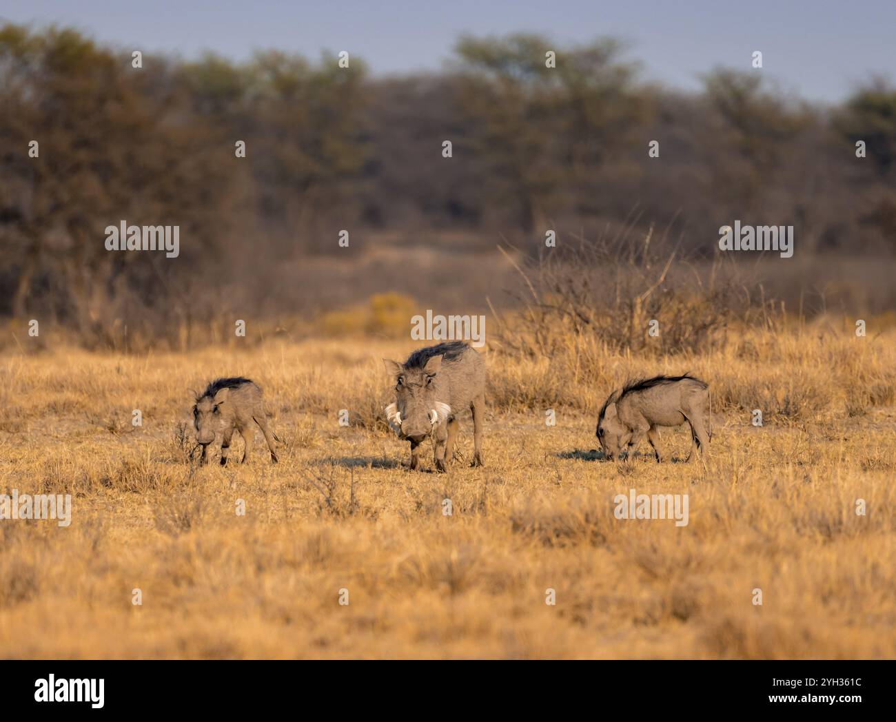 Common warthog (Phacochoerus africanus), three warthogs foraging for ...