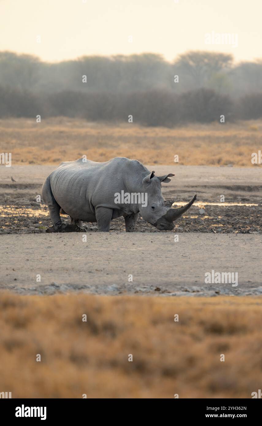 Southern white rhinoceros (Ceratotherium simum simum), rhino in a mud ...
