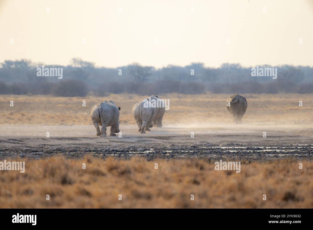Southern white rhinoceros (Ceratotherium simum simum), four rhinos from ...