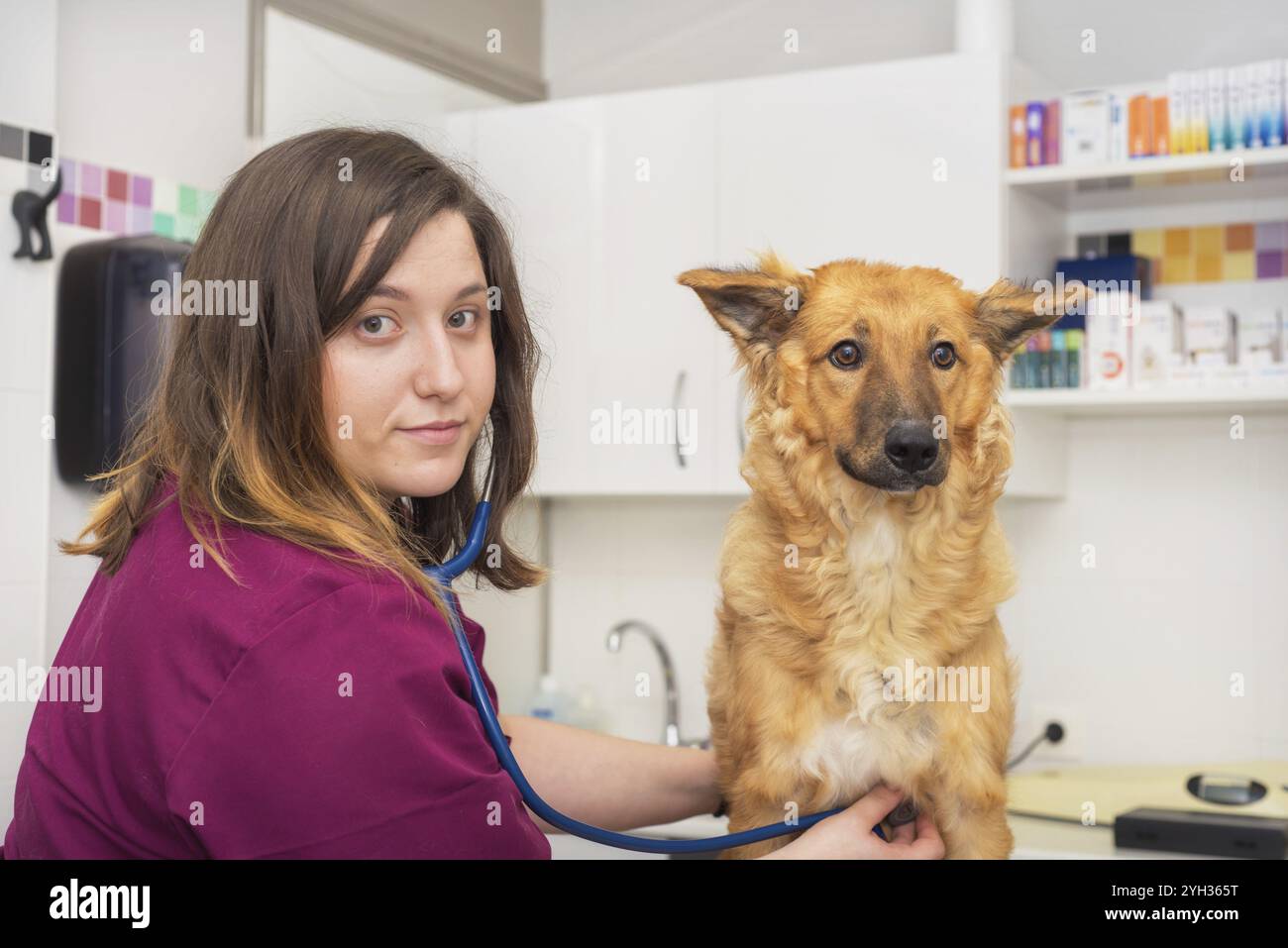Female veterinary doctor using stethoscope for cute dog examination ...