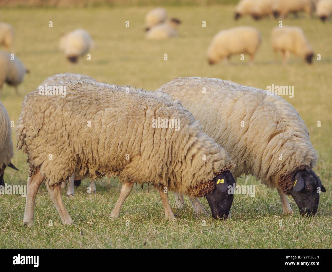 Two sheep grazing next to each other on the pasture, weseke ...