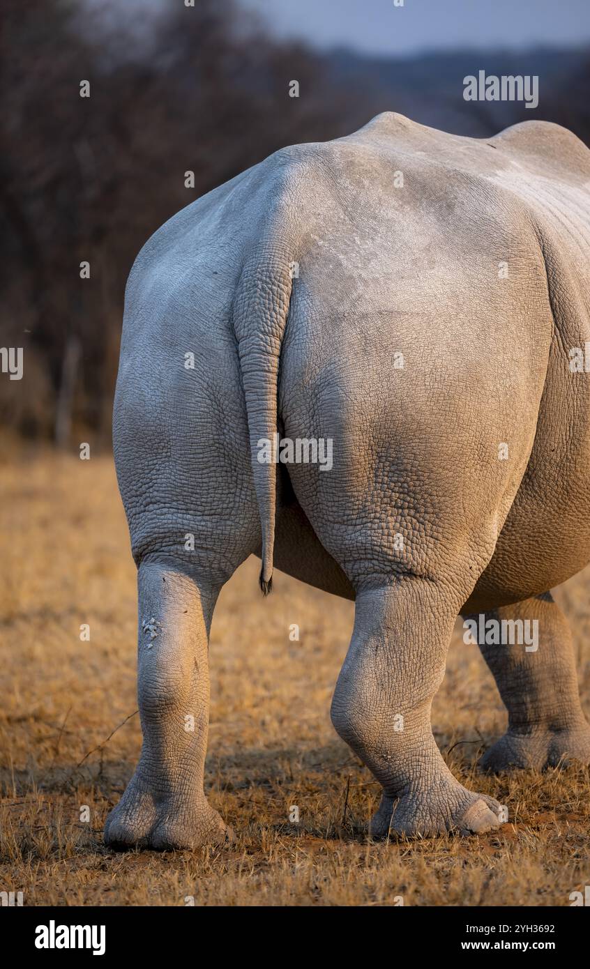 Southern white rhinoceros (Ceratotherium simum simum), rhinoceros from ...