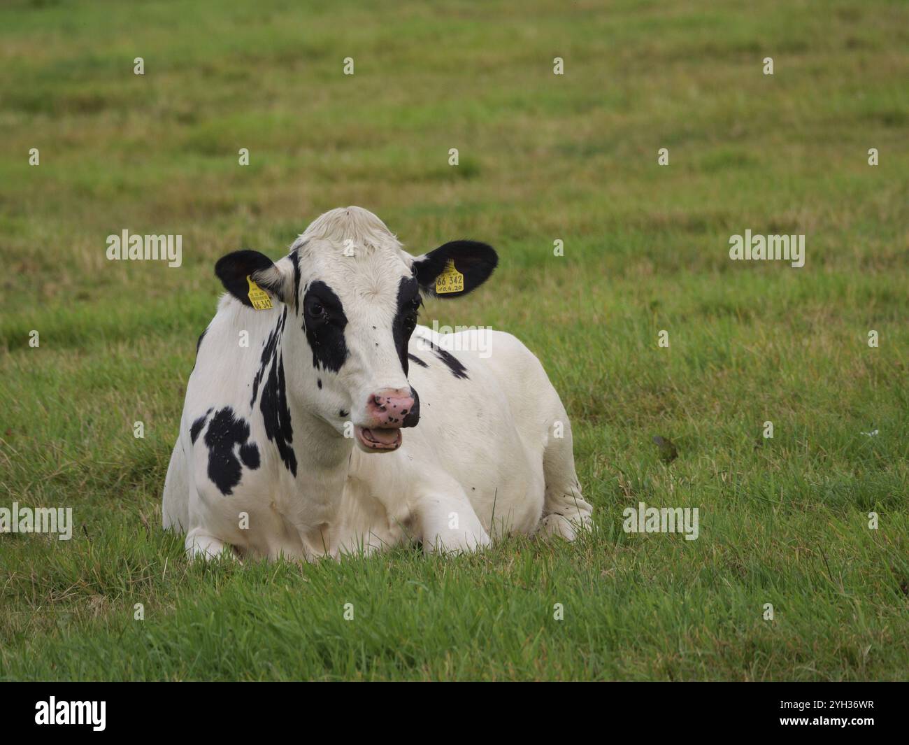 A black and white cow lies relaxed on a lush green meadow, velen ...