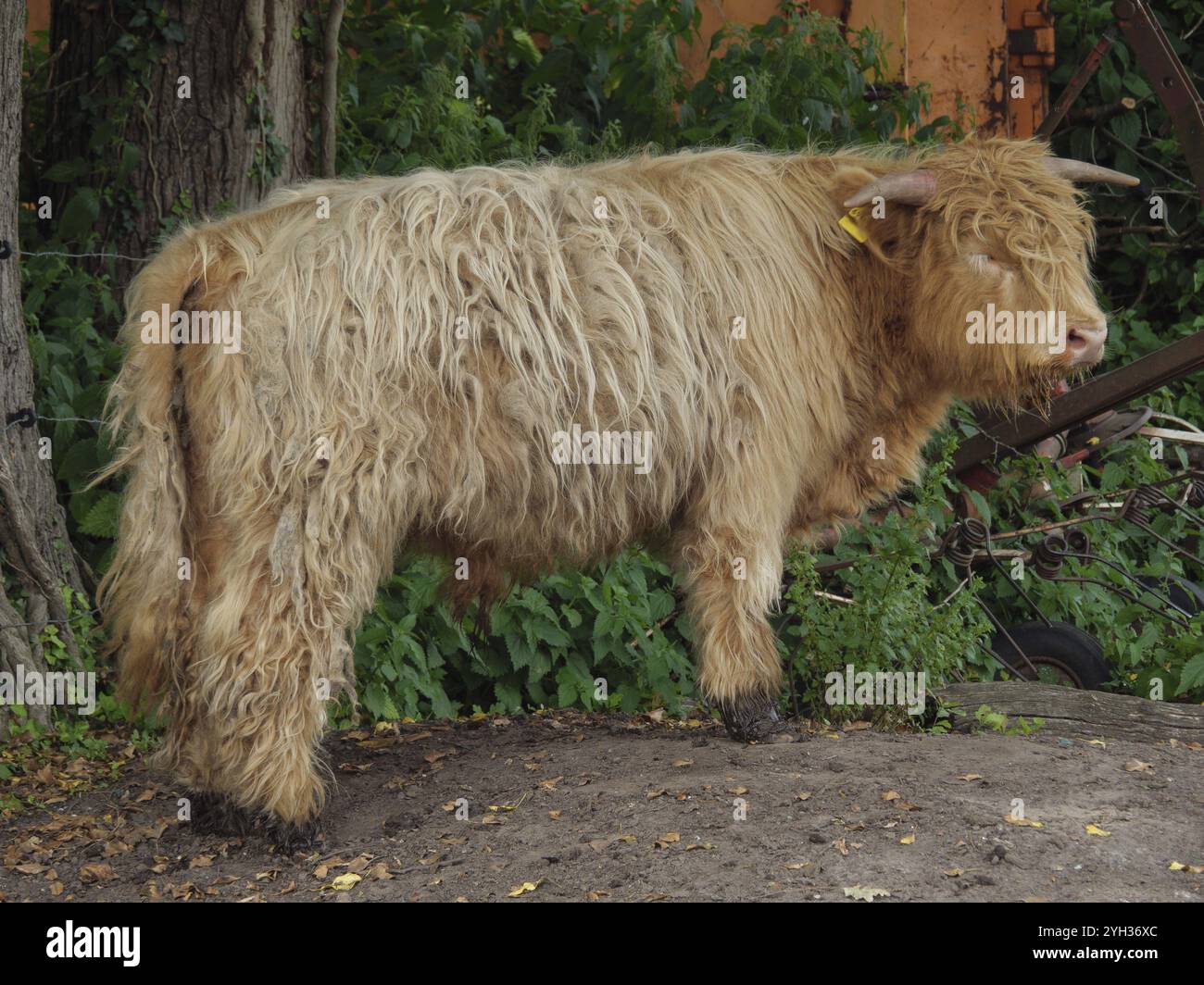 Furry Highland cow standing sideways in a green environment, velen ...