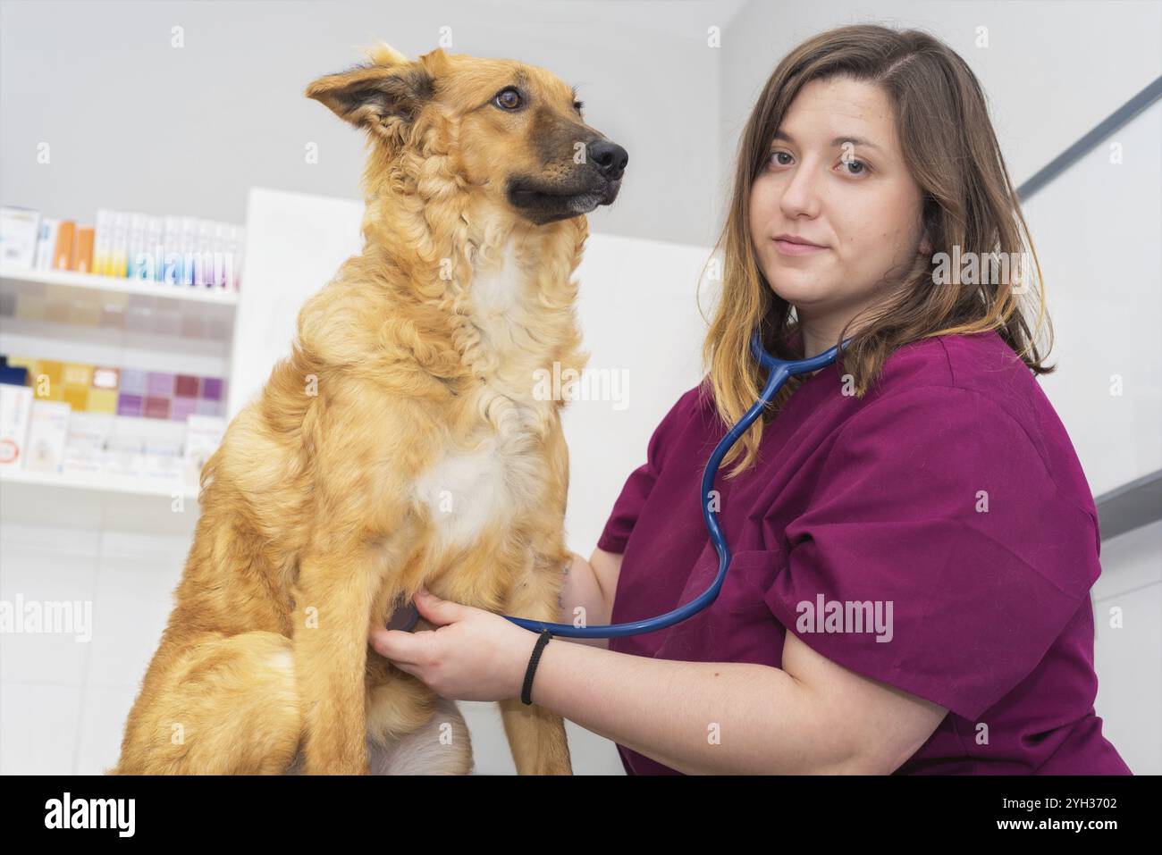 Female veterinary doctor using stethoscope for cute dog examination ...