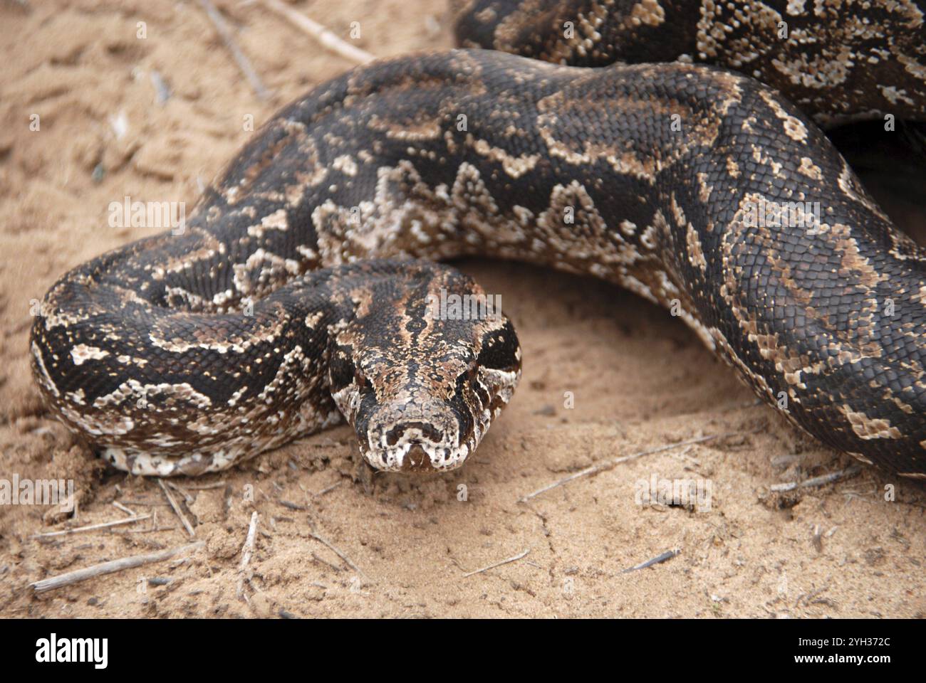 Argentine boa (Boa constrictor occidentalis), close-up of head and body ...