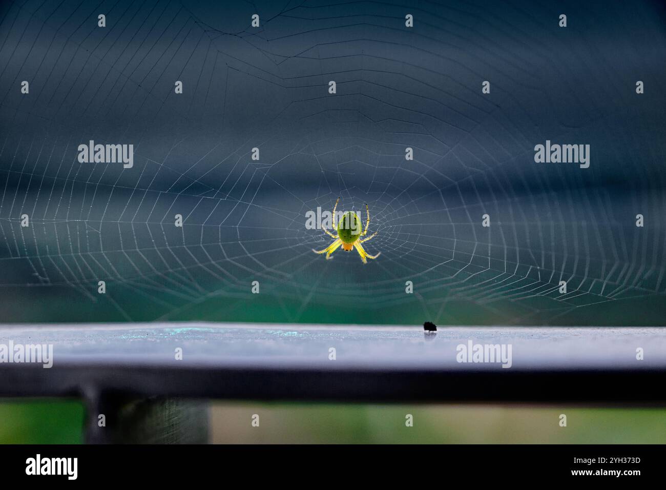 close up photo of green bug and its web Stock Photo - Alamy