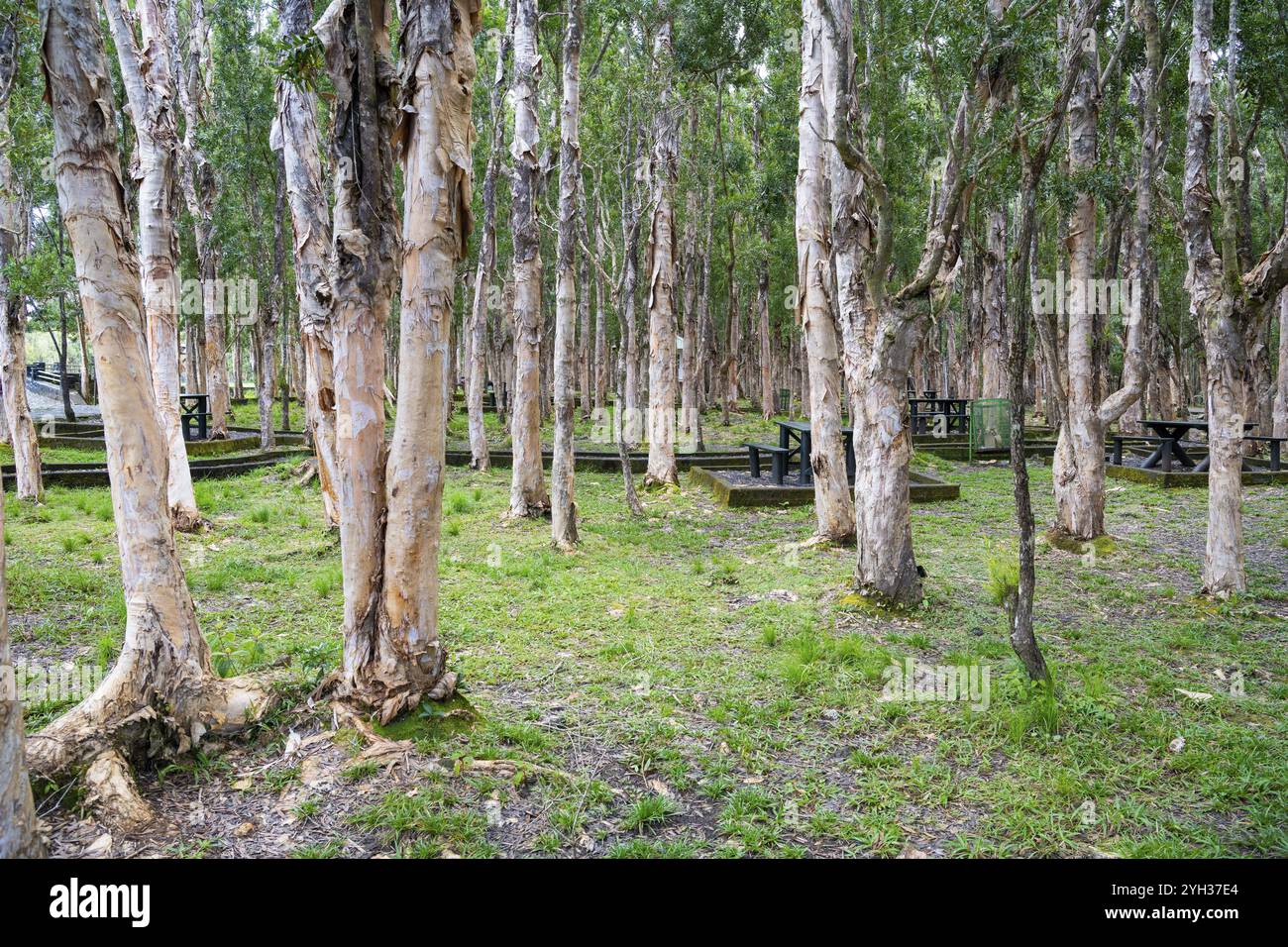 Paper Bark tree, Paper bark tree (Melaleuca quinquenervia), Black River ...