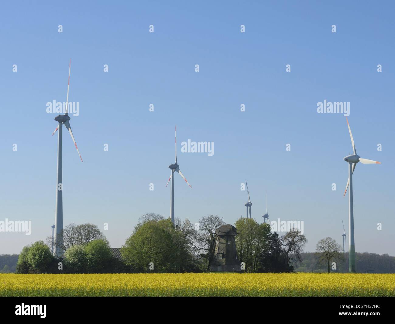 Wind turbines towering over trees and an old mill under a blue sky ...