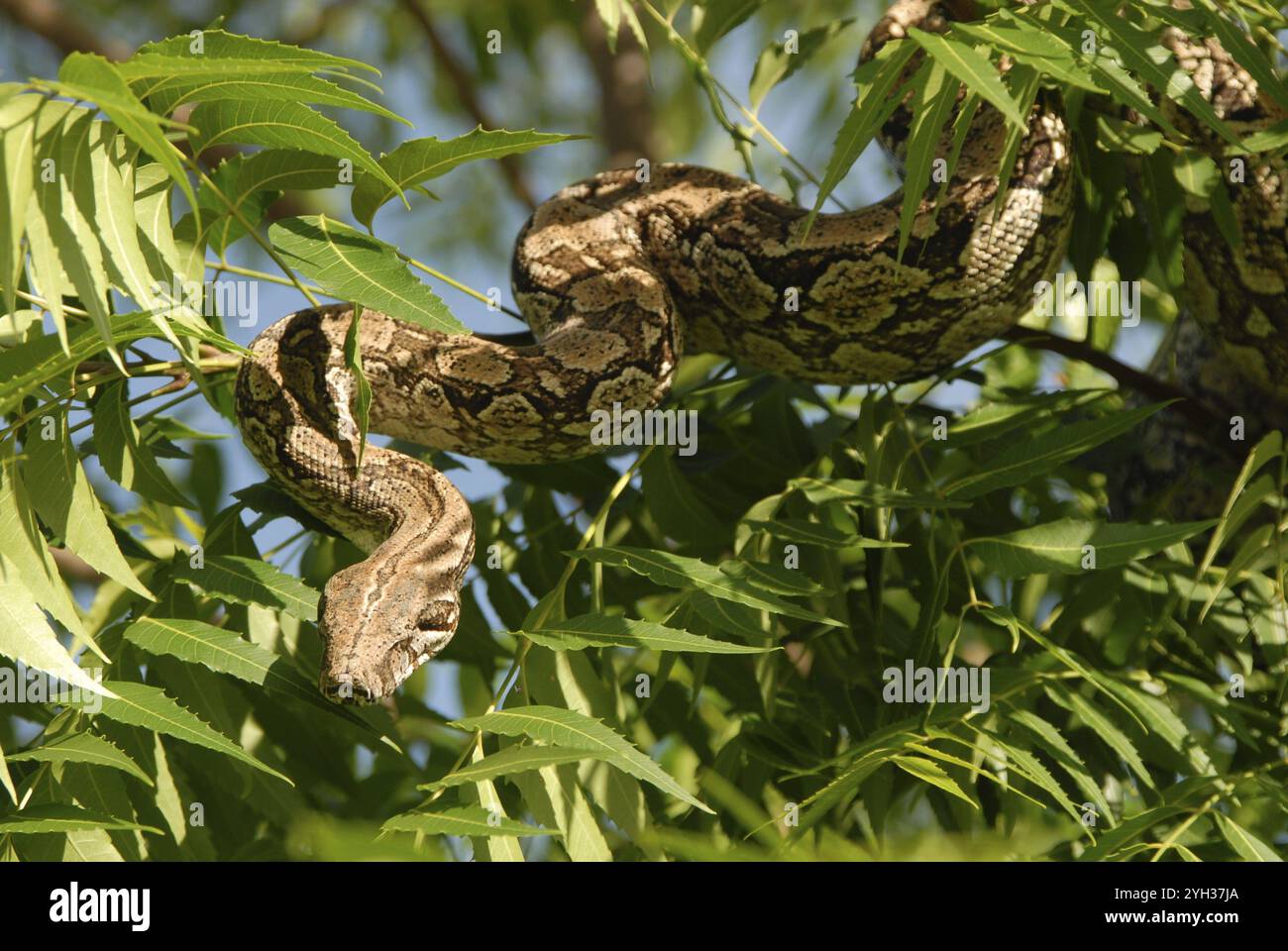 Scaled leaves hi-res stock photography and images - Alamy