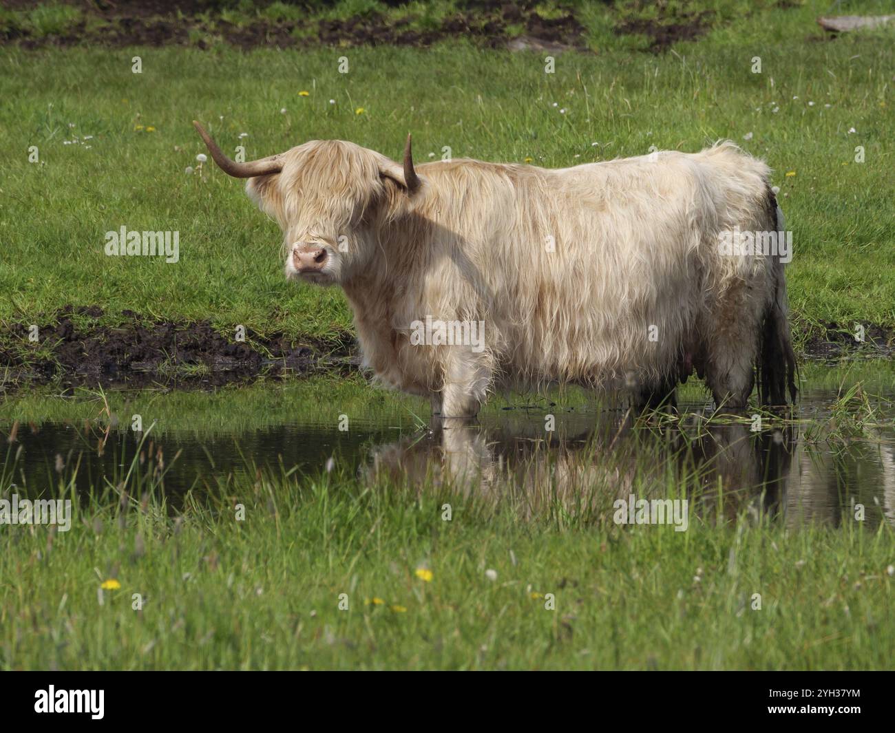 A single Highland cattle stands in the water on a green meadow ...