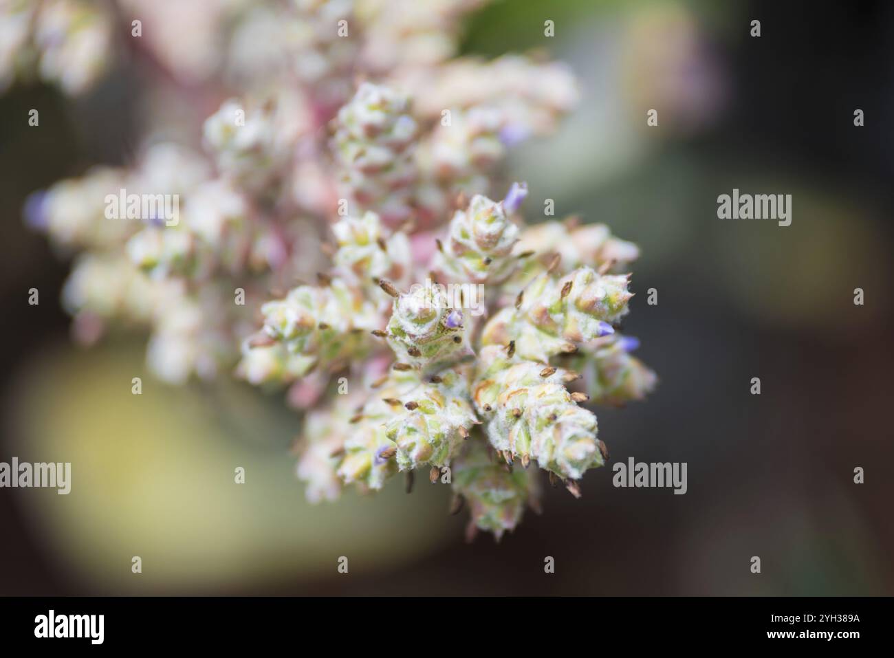 Flowering sections hi-res stock photography and images - Alamy