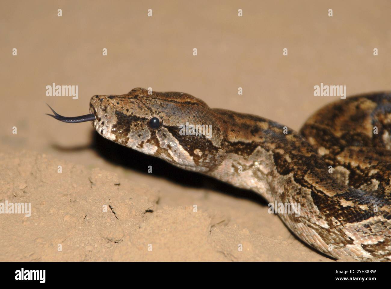 Argentine boa (Boa constrictor occidentalis), close-up with tongue ...