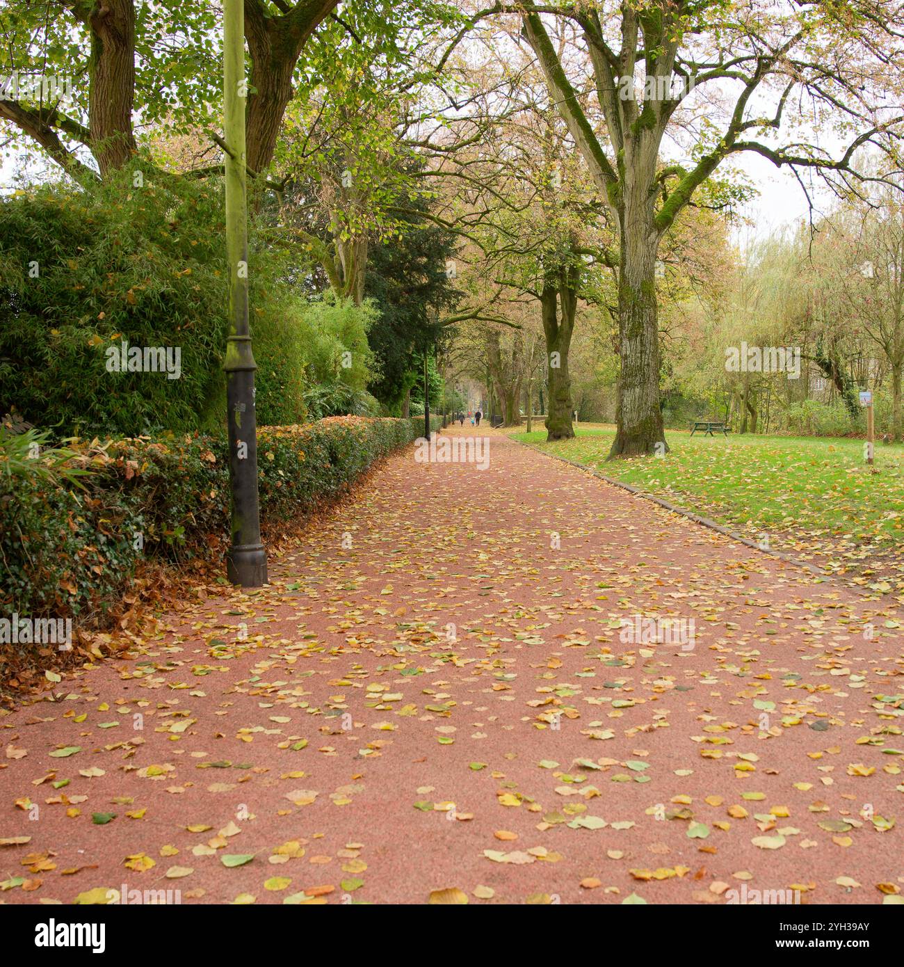 Leaves on a park path in Matlock, Derbyshire, UK Stock Photo - Alamy