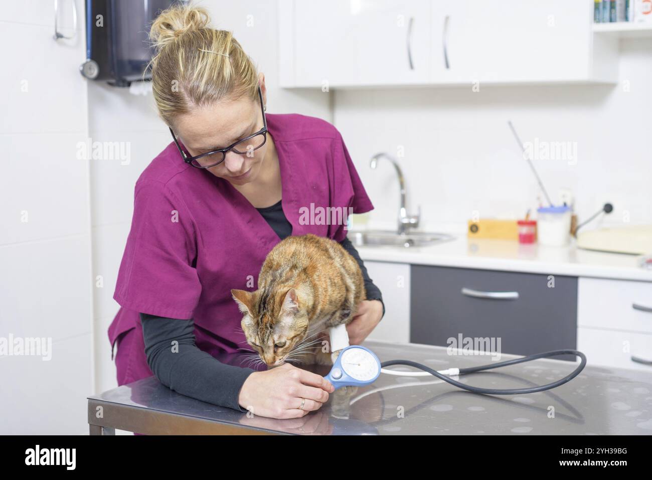 Veterinary doctor checking blood pressure of a cat Stock Photo - Alamy